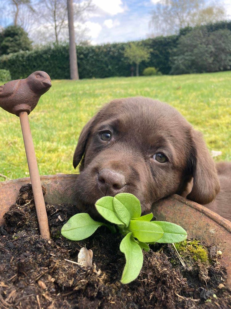 Of Brownbank Cottage, labrador, labradors, labrador retriever, labrador ...